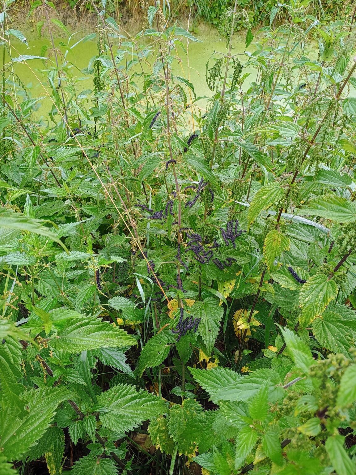 Tausende Schmetterlingsraupen auf den Wiesen im geplanten Baugebiet ...